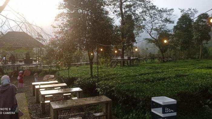 Menikmati Matahari Terbenam dari Kebun Teh Kaki Gunung Pakuwaja Dieng ...