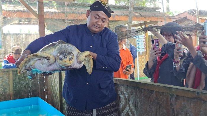 Penyu Lekang Nyaman Bertelur di Sepanjang Pantai Cilacap, Ada Sosok ...