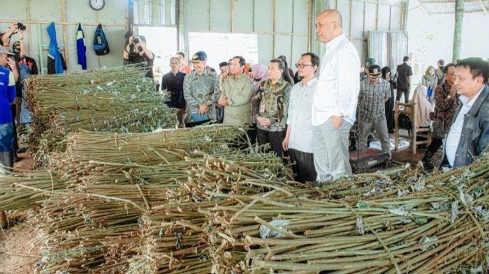 Jarang yang Tahu, Industri Linen Rami Penghasil Kain Berkualitas Tinggi ...