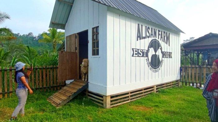 Dirintis saat Pandemi, Alisan Farm Wonosobo Sukses Punya 300 Ekor ...