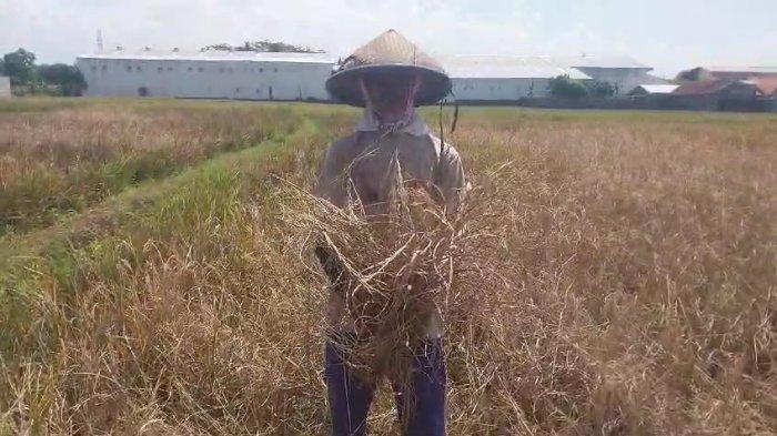 Petani Banyumas Menderita, 650 Hektar Sawah Terserang Hama Wereng ...