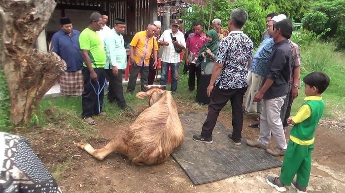 Tak Perlu Restraining Box, Jagal Hewan Kurban di Kendal Cukup Pakai ...