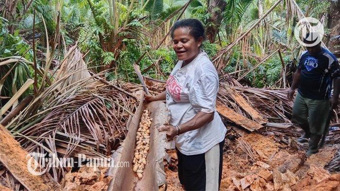 Festival Ulat Sagu Digelar di Kampung Yoboi, Pengunjung Bisa Saksikan ...