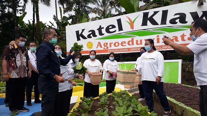 Ingin Petik Sayur sambil Belajar Soal Tanaman? Datang Saja ke ...