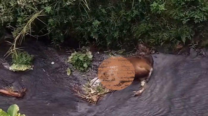 Warga Kalongan Semarang Geger! Temukan Bangkai Sapi Melepuh di Bawah ...