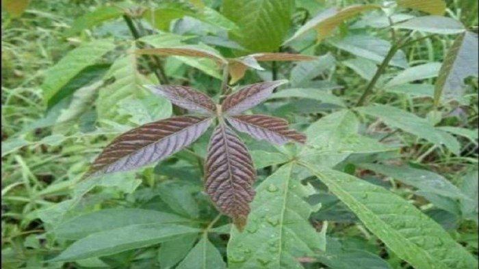 Daun Laban Bisa Dijadikan Obat Virus Corona? Kenali Dahulu ...