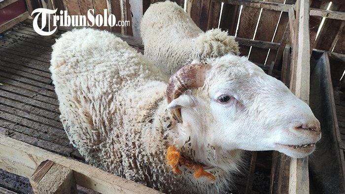 Wow, Domba di Klaten Ini Miliki Bobot 120 Kg. Cocok untuk Hewan Kurban ...