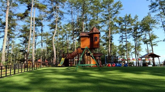 Kemit Forest, Wisata Hutan Pinus di Cilacap dengan Wahana yang Ramah ...