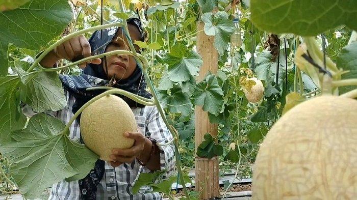 Melon Thailand Sweetnet Jadi Primadona Warga Kudus, Punya Ciri Khas Manis dan Renyah ...