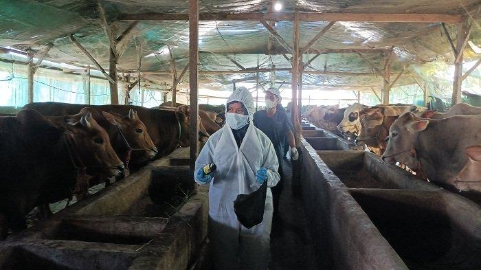 Konsumsi Sapi Mati, 17 Warga Gunungkidul Tunjukkan Gejala Antraks - Tribunbanyumas.com