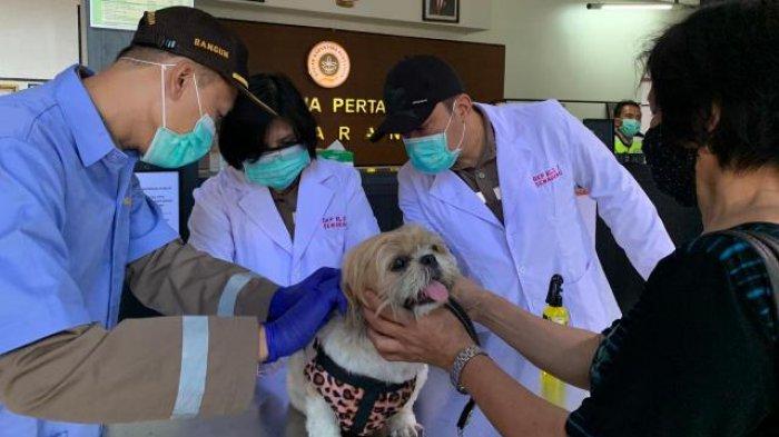 Rabies Ramai Diperbincangkan, Berikut Gejala, Cara Pencegahan dan ...