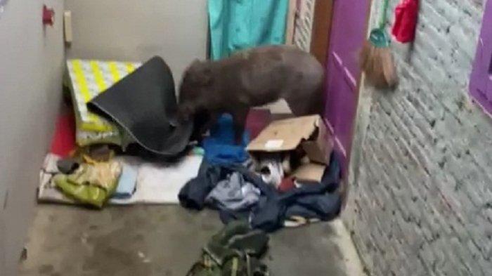 Viral, Babi Hutan Masuk Rumah Warga di Sumbang Banyumas. Obrak-abrik ... Viral, Babi Hutan Masuk Rumah Warga di Sumbang Banyumas. Obrak-abrik ...