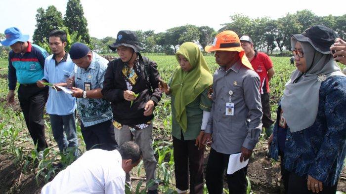 Tanaman Jagung Petani Kersana Brebes Terserang Hama Ulat Grayak ...