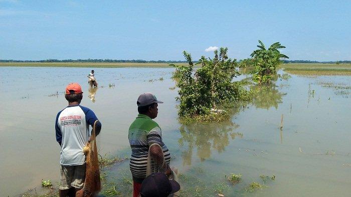 Siapkan Rp200 Miliar, Pemerintah Bakal Bantu Petani Gagal Panen akibat Banjir Rp10 Juta Per ...
