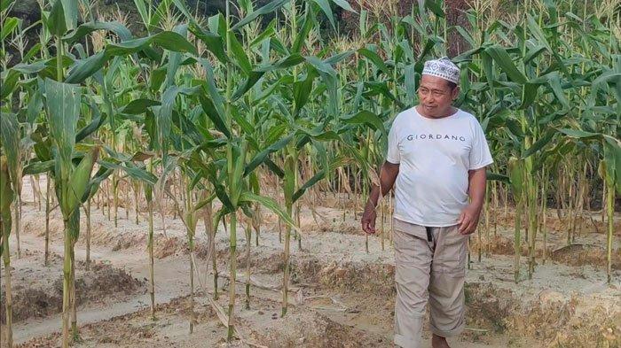 Senyum Petani Jagung Lingga di Awal Tahun 2023, Hasil Panen Ludes Diburu Pembeli - Tribunbatam.id