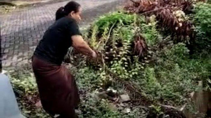 VIRAL, Seorang Wanita Tangkap Ular Piton Sepanjang 3 Meter Seorang Diri ...