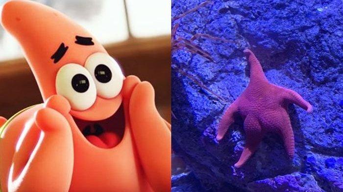 Bak Tokoh Kartun Patrick Star di Kehidupan Nyata, Foto Bintang Laut ini Viral Karena Punya ...