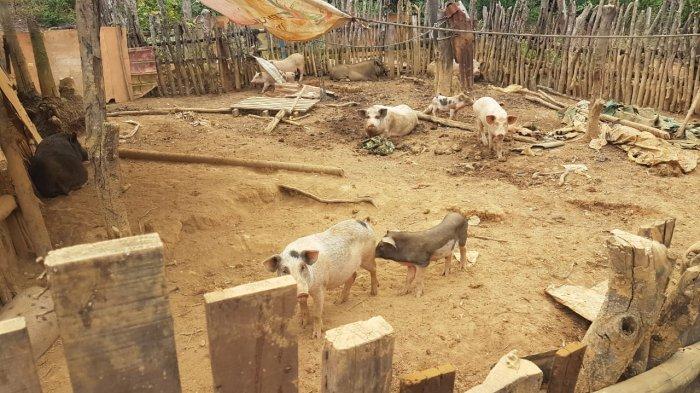 Wilayah Batam Ini Ternyata Jadi Peternakan Babi, Satu Kandang Isi 30 ...