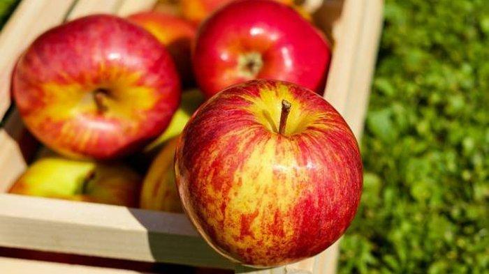 Rendah Kalori dan Tinggi Serat, 8 Jenis Buah Ini Cocok Dikonsumsi untuk ...