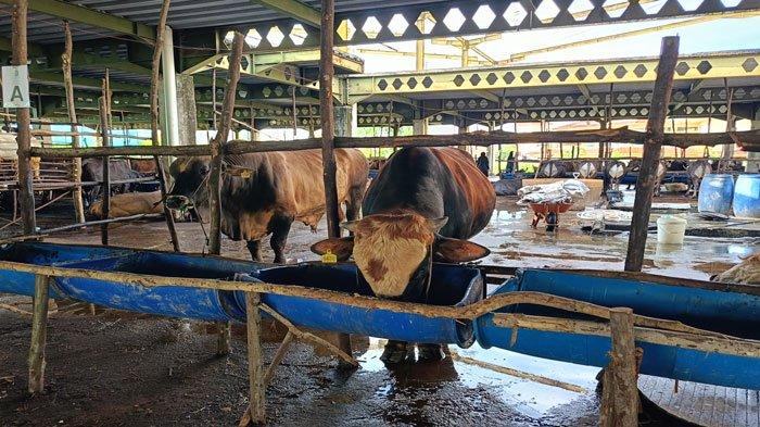 Daftar Harga Hewan Kurban di Batam Jelang Idul Adha 2024 - Tribunbatam.id