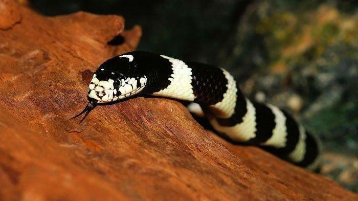 Kenali Bahaya Ular Weling yang Menewaskan Bocah di Bandung, Pasif dan ...