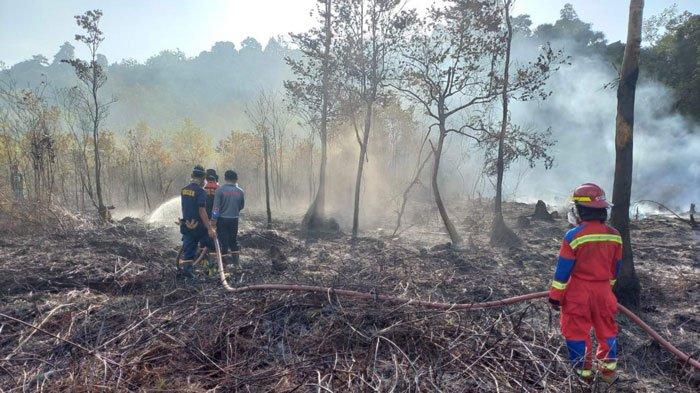 Waspada Kebakaran Hutan dan Lahan! Ada Empat Titik Rawan Karhutla di Lingga - Tribunbatam.id