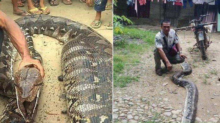 Perjuangan Hidup Mati Mariyadi Lepas dari Lilitan Ular Piton Raksasa ... Perjuangan Hidup Mati Mariyadi Lepas dari Lilitan Ular Piton Raksasa ...