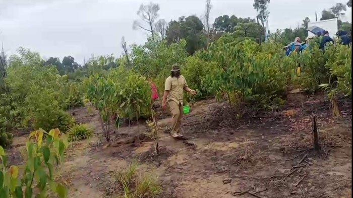 PT TDK Electronics Indonesia Gandeng BP Batam Tanam Pohon di Waduk ...