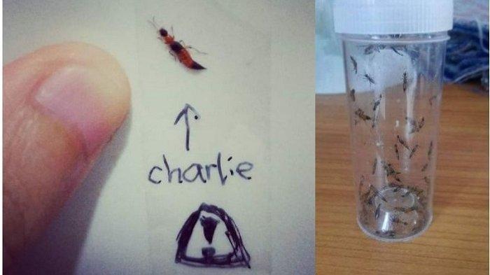 VIRAL di Medsos Gigitan Semut Charlie atau Tomcat Bikin Kulit Melepuh ...