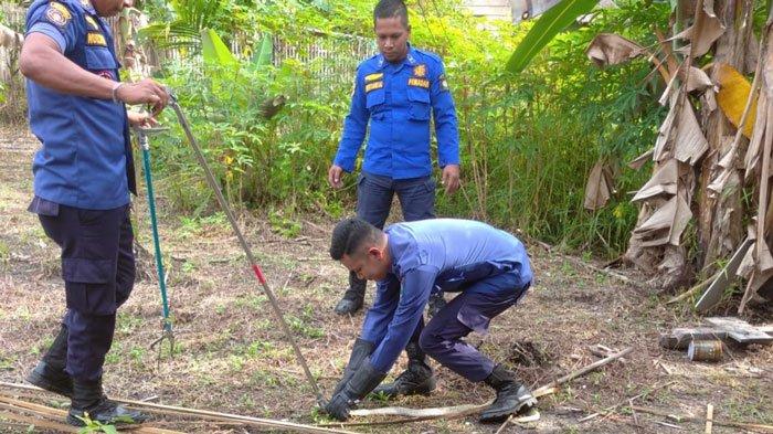 Sehari, Damkar Lingga Unit Daik Evakuasi Dua Ular Kobra, Ada yang ...