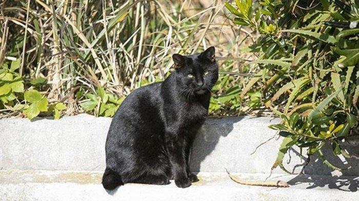 Mitos Kucing Hitam yang Dipercaya Mistis Lekat dengan Ilmu Sihir ...