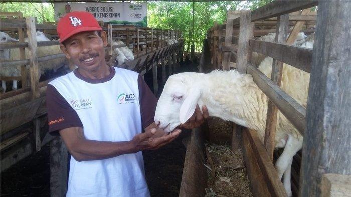 Daftar Harga Hewan Kurban Idul Adha 2020, Sapi Mulai Rp 13,6 Juta dan Kambing Mulai Rp 2,3 Juta ...