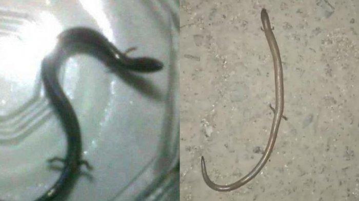 FAKTA-FAKTA Kemunculan Dabbah di Sulawesi yang Dikaitkan dengan Tanda ...