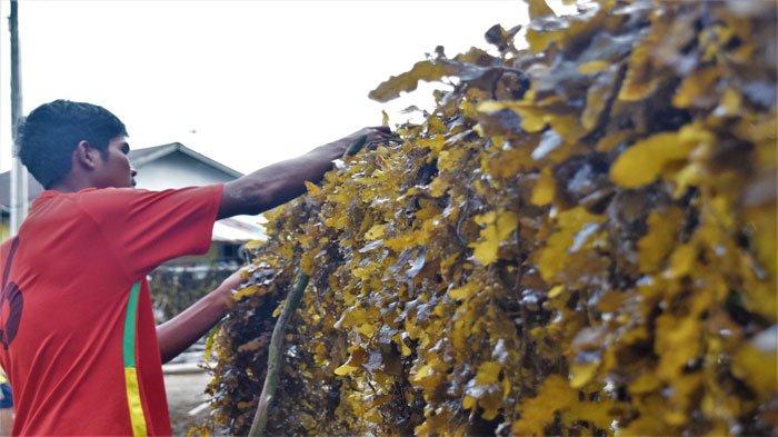 Cerita Para Pemburu Rengkam di Pulau Rempang Batam, Per Kg Dijual Rp 2 ...