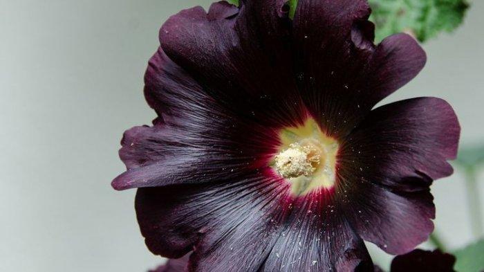 Selain Bunga Kelelawar Hitam, Tanaman Hitam Eksotis Ini Bisa Menambah ...