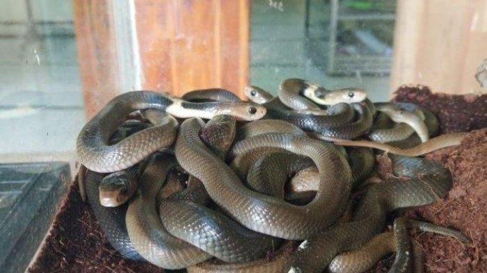 SERAM! Rumah Warga Ini Kerap Kedatangan Ular, Benda Ini Dicurigai ...