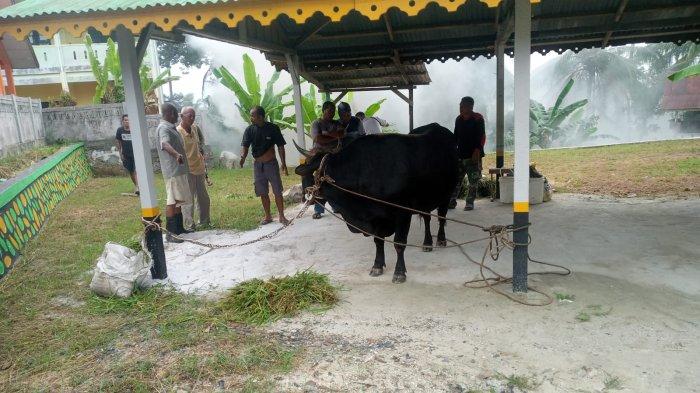 Cerita Suhendrik Antar Sapi Presiden ke Serasan, Resiko Besar Dalam ...