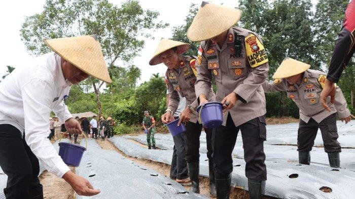 Polres Natuna Tanam 6.000 Bibit Jagung, Langkah Konkret Dukung Ketahanan Pangan Nasional ...