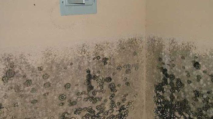 Tips Mengatasi dan Menghilangkan Jamur Pada Permukaan Dinding ...