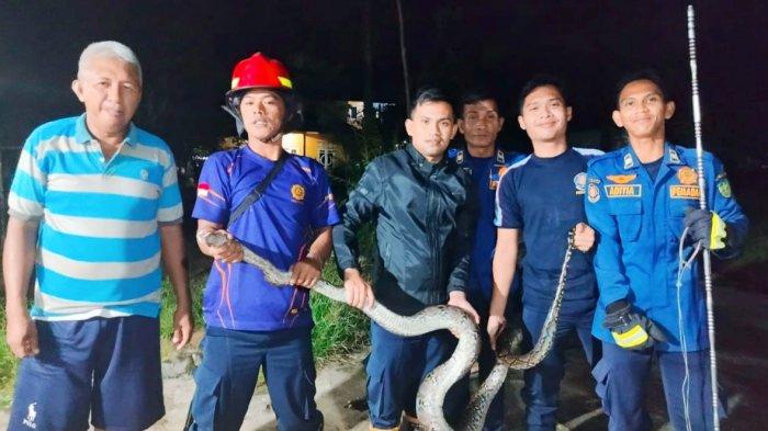 Ular Piton Sepanjang 4 Meter Gegerkan Warga, Damkar Natuna Gerak Cepat ... Ular Piton Sepanjang 4 Meter Gegerkan Warga, Damkar Natuna Gerak Cepat ...