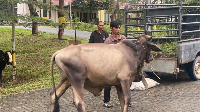 Kapolda Kepri Irjen Yan Fitri Halimansyah Kurban 34 Sapi Buat Warga Batam - Tribunbatam.id