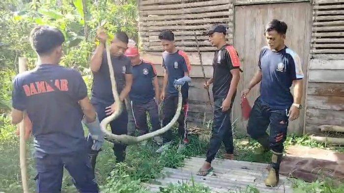 Petugas Damkar Evakuasi Ular Piton Dari Kandang Ayam Milik Warga di ...