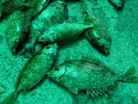 Jelang Perayaan Imlek, Harga Ikan Dingkis Naik - Tribunbatam.id