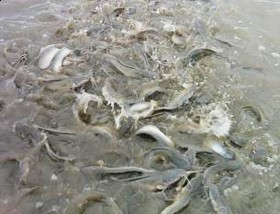 Import Lele Menjadi Momok Bagi Peternak Lele Lokal - Tribunbatam.id