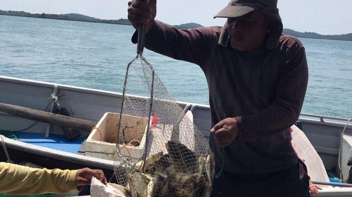 Nelayan Batam Berburu Ikan Dingkis Jelang Imlek, 1 Kg Tembus Rp200 Ribu ...