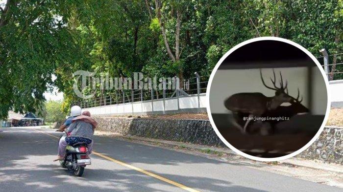 Viral Video Penampakan Rusa di Teluk Keriting Tanjungpinang, Warga: Sering Lihat Malam Hari ...