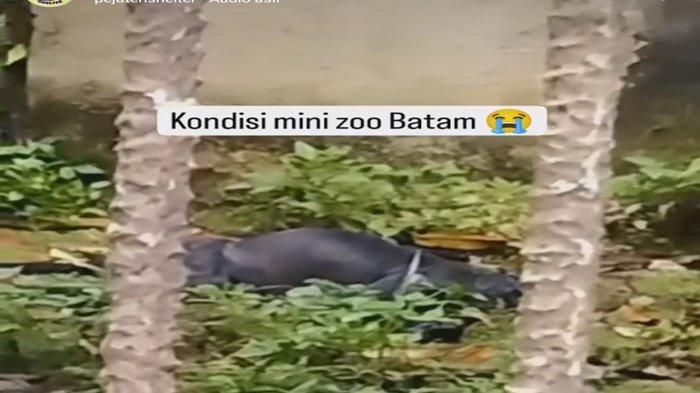 Mini Zoo Batam Viral di Medsos, Suara Netty Bergetar Jelaskan Kondisi ...