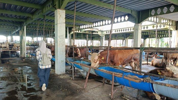 Kandang Sapi dan Kambing di Batam Tawarkan Hewan Kurban Mulai dari Rp 3 ...