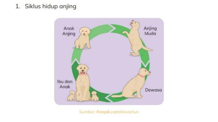 Kunci Jawaban IPAS Kelas 3 SD/MI Halaman 57 dan 58 Kurikulum Merdeka ...