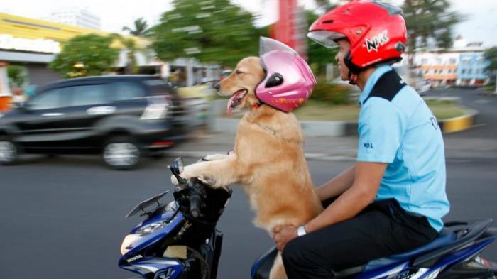 Unik, Golden Retriever Asal Manado Ini Pandai Kemudikan Motor Matic ...